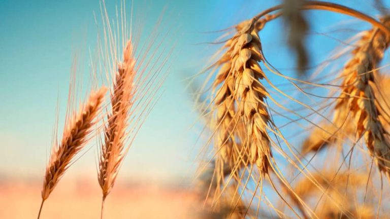 El Trigo y la Cizaña, ¿cómo distinguirlas? | Revista Lo Esencial